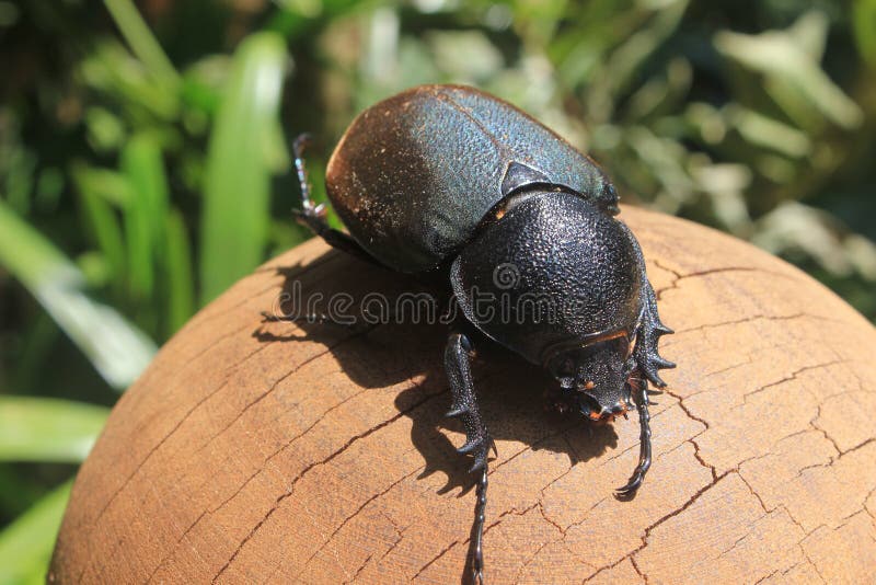 Female Beetles stock photo. Image of animal, nature, leaf - 26521034