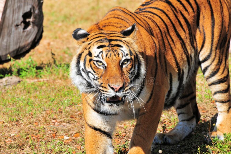 Female Bengal tiger stock photo. Image of look, natural - 24941044