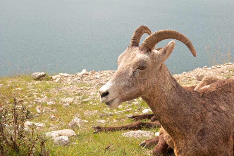 Female Big Horn Sheep stock photo. Image of female, animal - 11727296