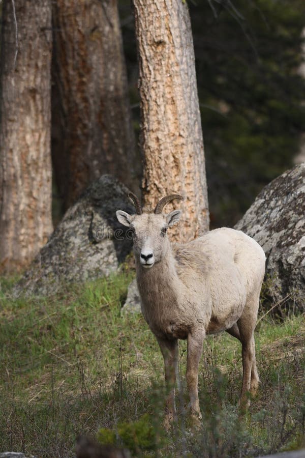 833 Female Big Horn Sheep Stock Photos - Free & Royalty-Free Stock ...