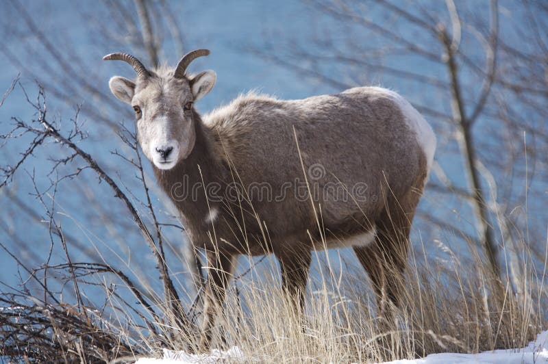 Female Bighorn Sheep stock photo. Image of wild, sheep - 2050252