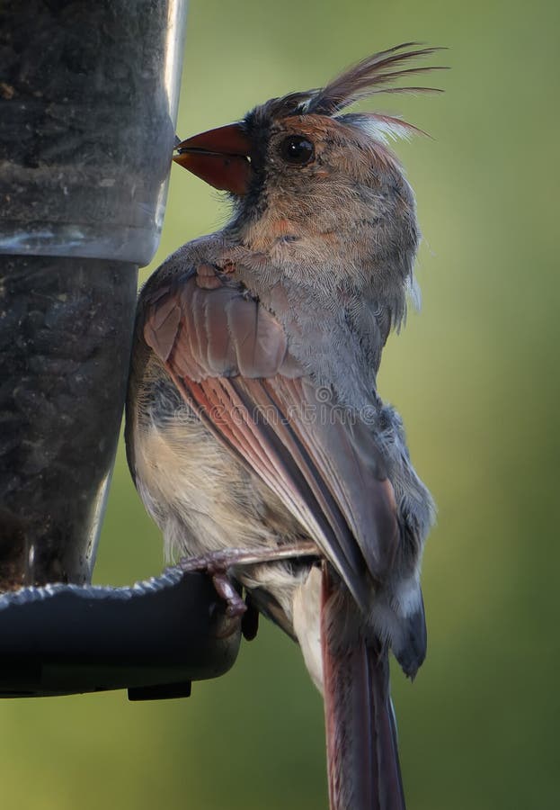 Female Bird on a Narrow Ledge Stock Image - Image of plume, perch ...