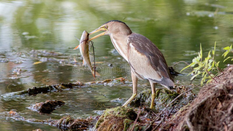 Female Bittern Caught a Fish for Lunch Stock Image - Image of baby ...