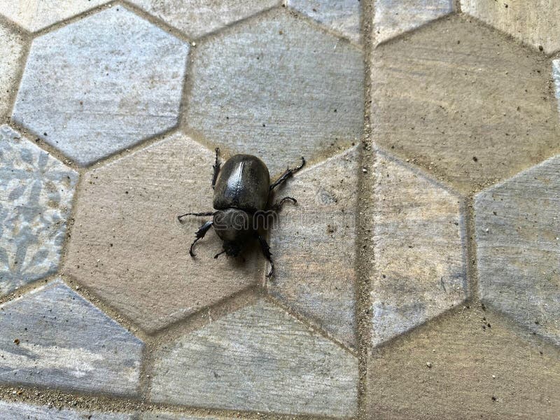 Female black horned beetle stock image. Image of beautiful - 345613721