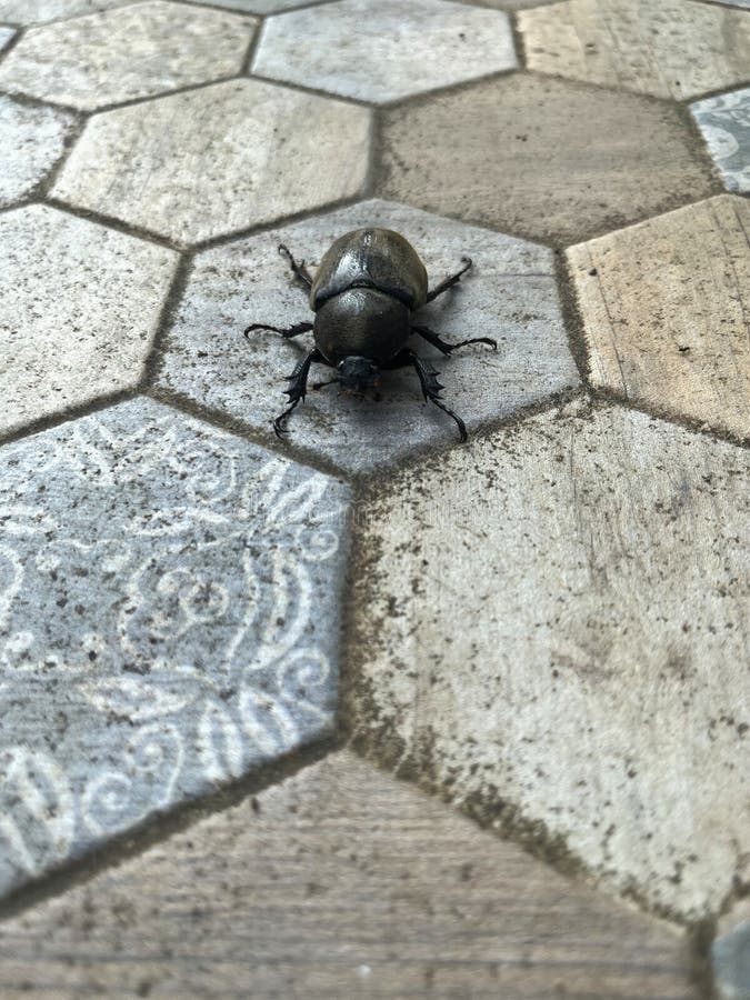 Female black horned beetle stock photo. Image of floor - 345613850