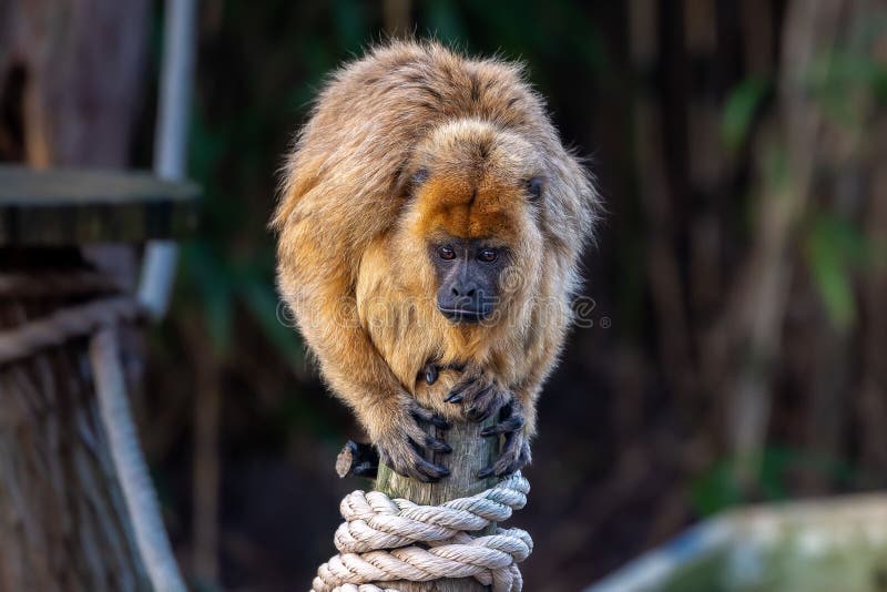 Female Black Howler Monkey Sitting on a Wooden Pole Stock Image - Image ...