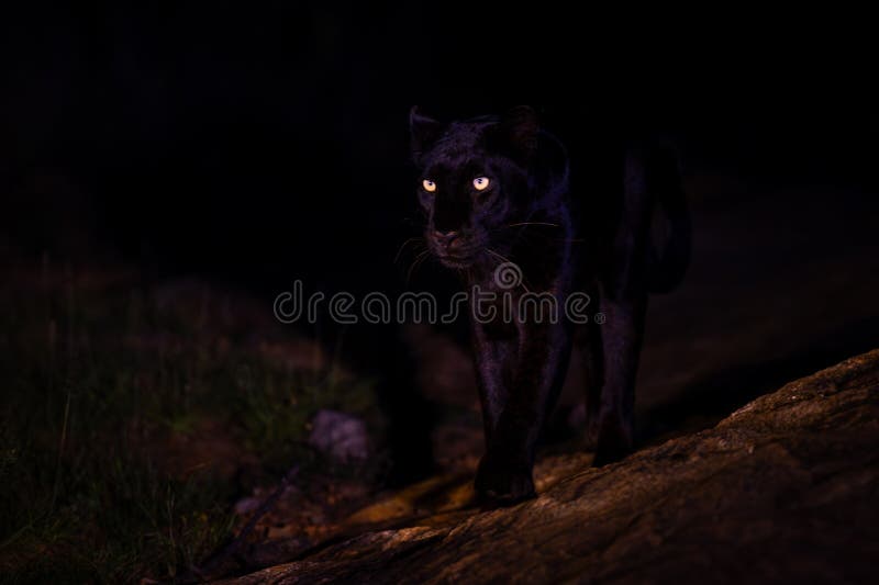Female Black Leopard Crosses Rocks at Night Stock Photo - Image of laikipia, darkness: 394380760
