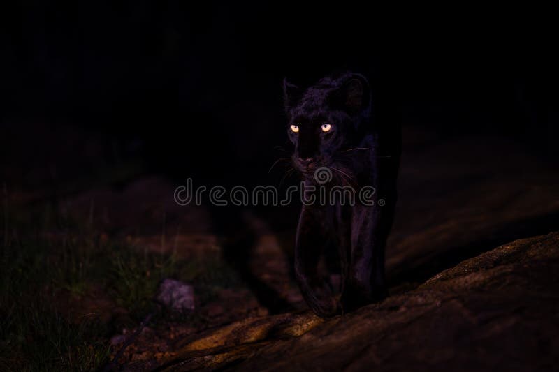 2,389,658 Female Kyoryu Black Stock Photos - Free & Royalty-Free Stock ...