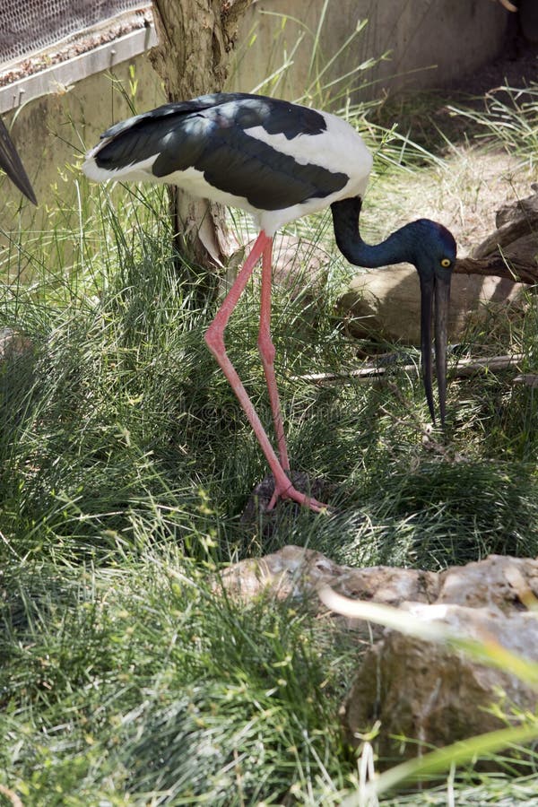This is a Side View of a Female Black Necked Stork Stock Photo - Image ...