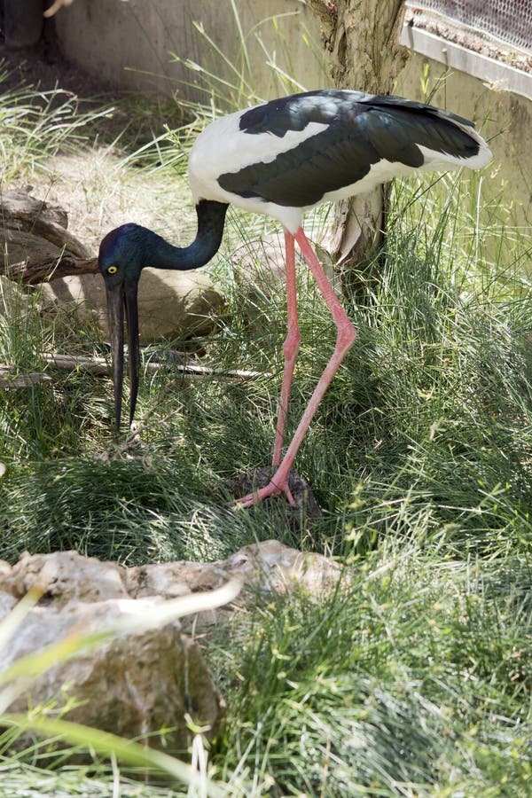 This is a Side View of a Female Black Necked Stork Stock Image - Image ...