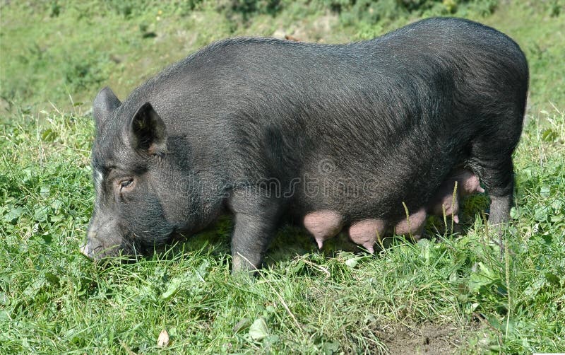 Female black pig stock image. Image of farm, snout, swine - 20606013