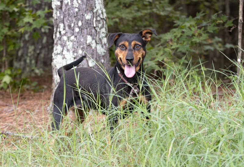 Australian Kelpie Cattledog Mix Dog Mix Outdoors on Leash Stock Image ... Australian Kelpie Cattledog Mix Dog Mix Outdoors on Leash Stock Image ...