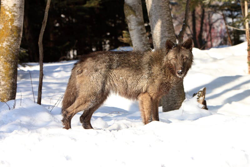 Female Wolf Carrying Pup by Mouth Stock Photo - Image of beverage ...