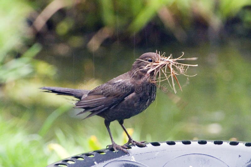 Female Blackbird Collecting Nesting Material Stock Image - Image of ...