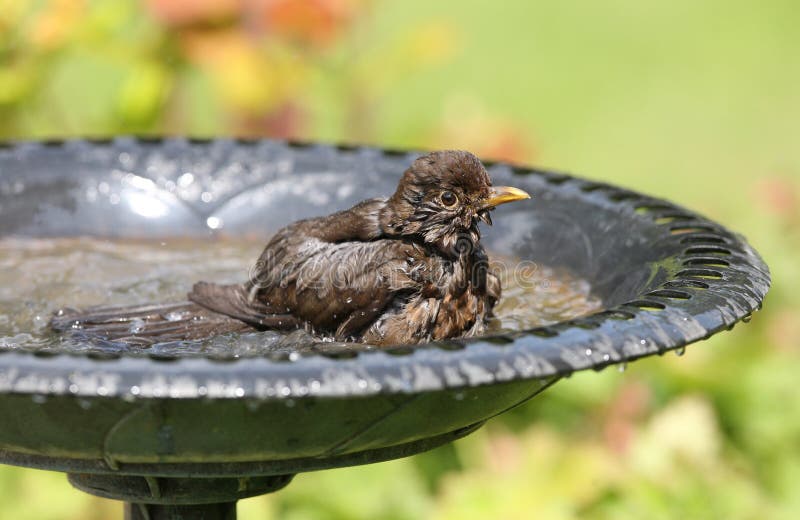 Female Blackbird Cooling Down Stock Image - Image of garden, nature ...