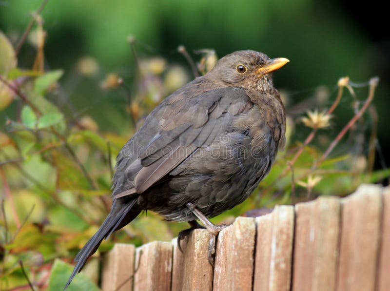 Female blackbird stock image. Image of outdoors, view - 45828601