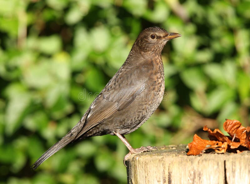 Female Blackbird stock photo. Image of bird, turdus, beak - 53350932