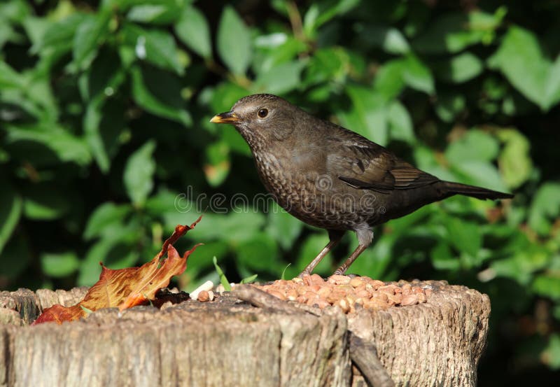 Female Blackbird stock photo. Image of nature, perched - 61813420