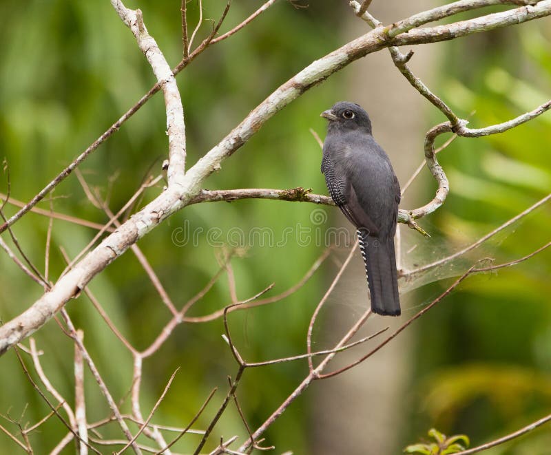 A Female Blue-crowned Trogon Stock Photo - Image of forests, grey: 20033228