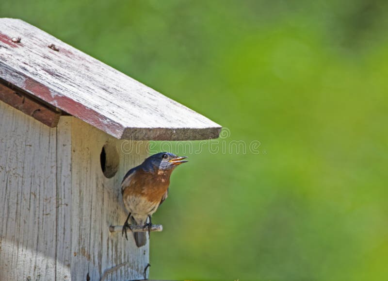 A Female Bluebird Checking Out Her Nest. Stock Image - Image of ...