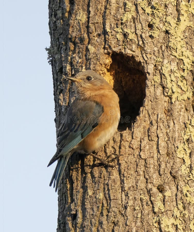 Bluebird Tree Hole Stock Photos - Free & Royalty-Free Stock Photos from ...