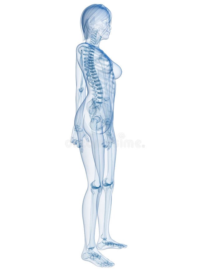 The female body types stock illustration. Illustration of body - 133382222