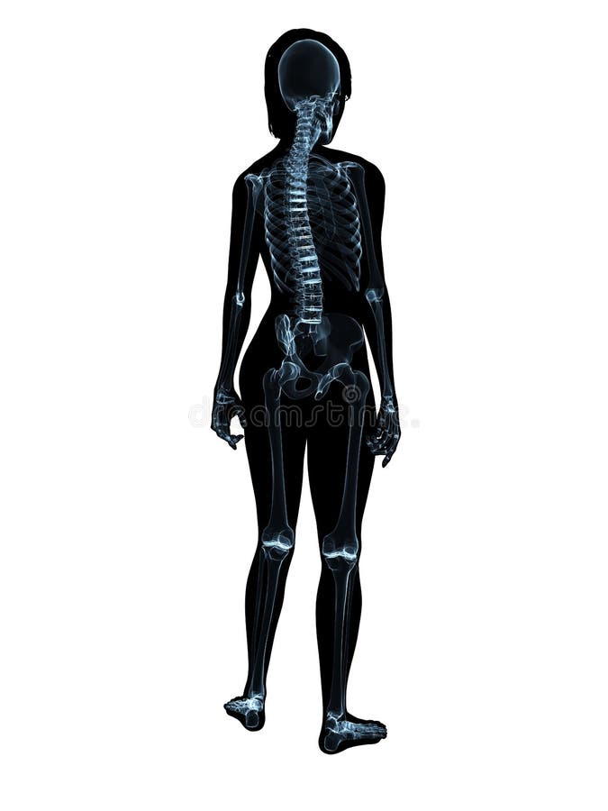 The female body types stock illustration. Illustration of body - 133382222