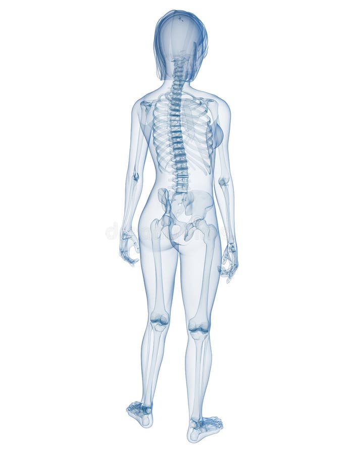 The female body types stock illustration. Illustration of body - 133382222