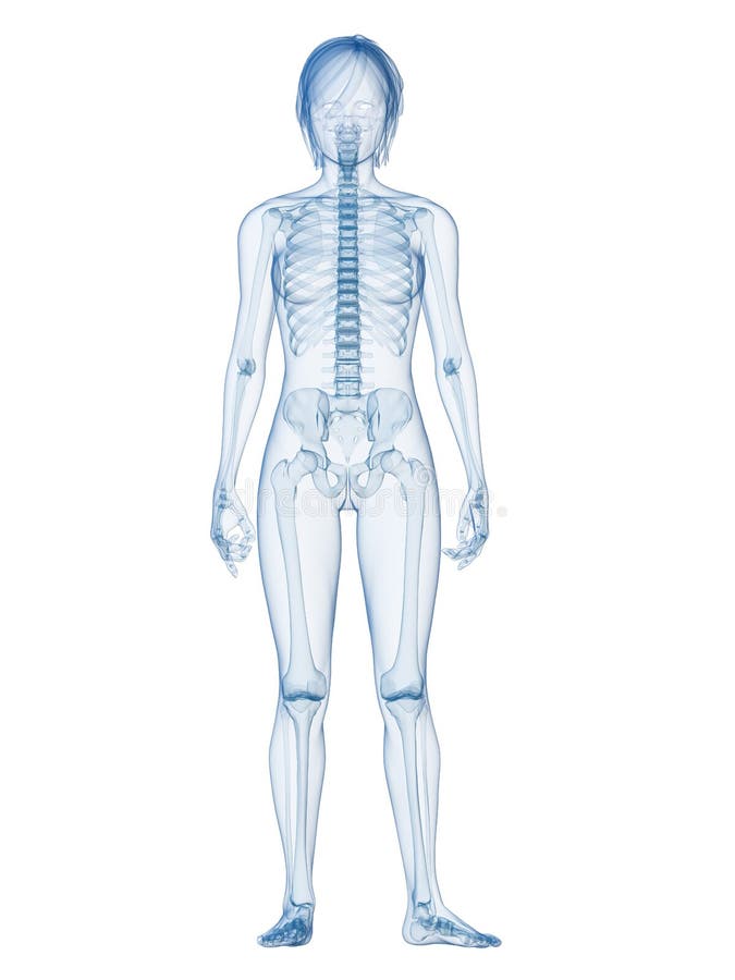 Transparent Female Skeleton Body Stock Illustrations – 806 Transparent ...