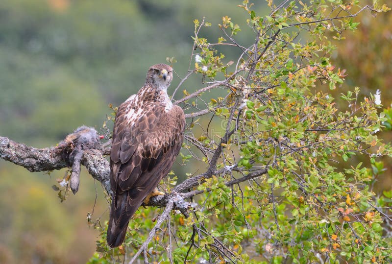 152 Eagle Eating Rabbit Stock Photos - Free & Royalty-Free Stock Photos ...