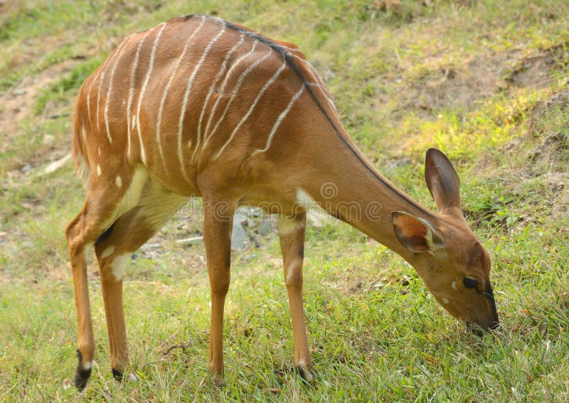 Female Bongo Antelope with Large Horns Stock Photo - Image of natural, eurycerus: 72857994