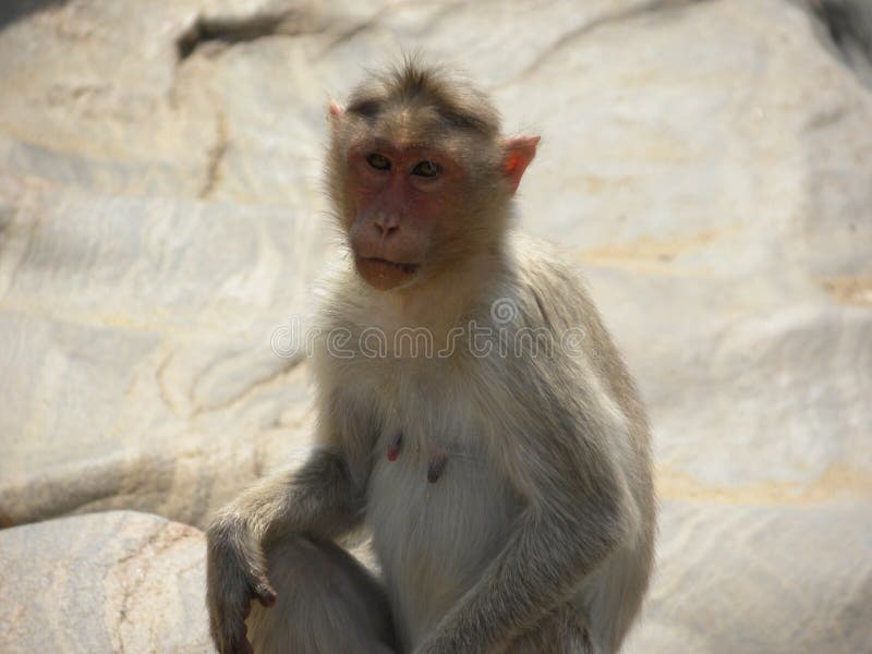 Female Bonnet Macaque Monkey Sitting on Granite Rocks Stock Photo ...