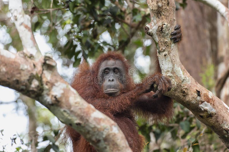 Female Borneo Orangutan Pongo Pygmaeus Stock Image - Image of ...