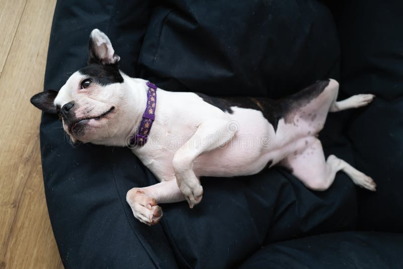 Female Boston Terrier Lying on Her Back on a Soft Black Pet Bed, Seen ...