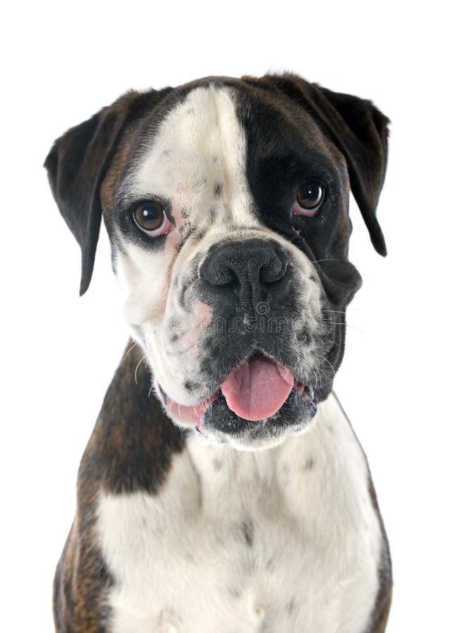 Female boxer stock image. Image of pedigree, portrait - 41283741