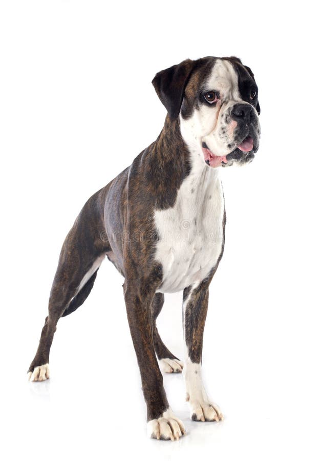 Female boxer stock image. Image of pedigree, portrait - 41283741