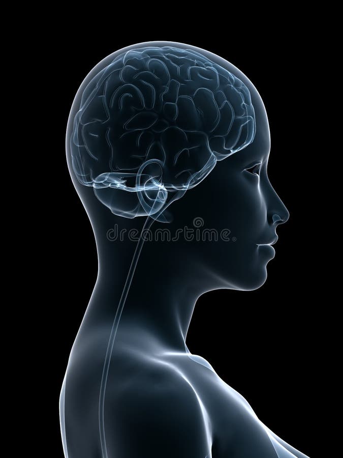 Female Brain Stock Illustrations – 12,706 Female Brain Stock ...
