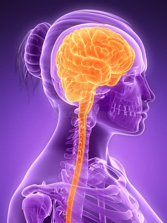 FeMale Brain Anatomy with Nervous System Stock Illustration ...