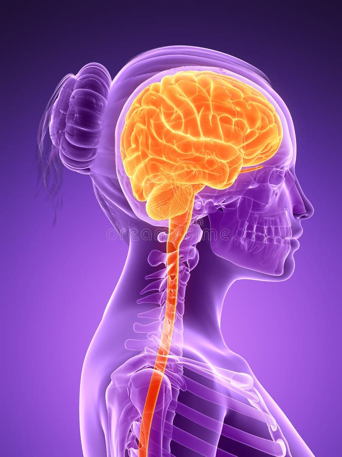 FeMale Brain Anatomy with Nervous System Stock Illustration ...