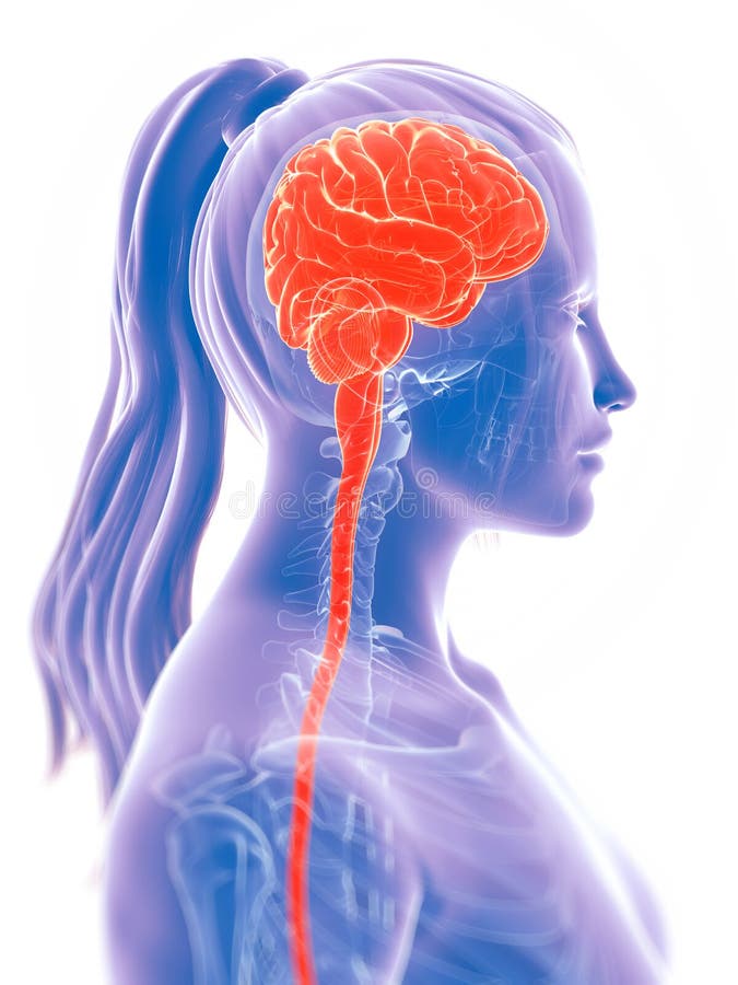 FeMale Brain Anatomy with Nervous System Stock Illustration ...