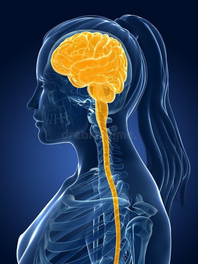 FeMale Brain Anatomy with Nervous System Stock Illustration ...
