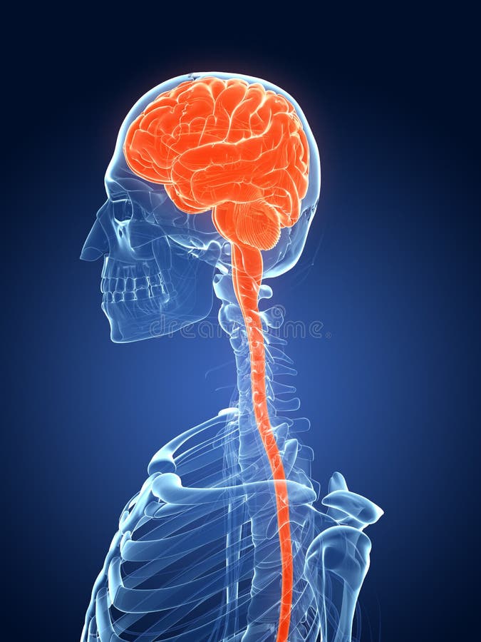 FeMale Brain Anatomy with Nervous System Stock Illustration ...