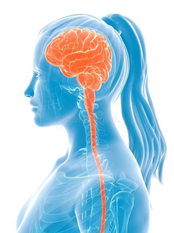 FeMale Brain Anatomy with Nervous System Stock Illustration ...
