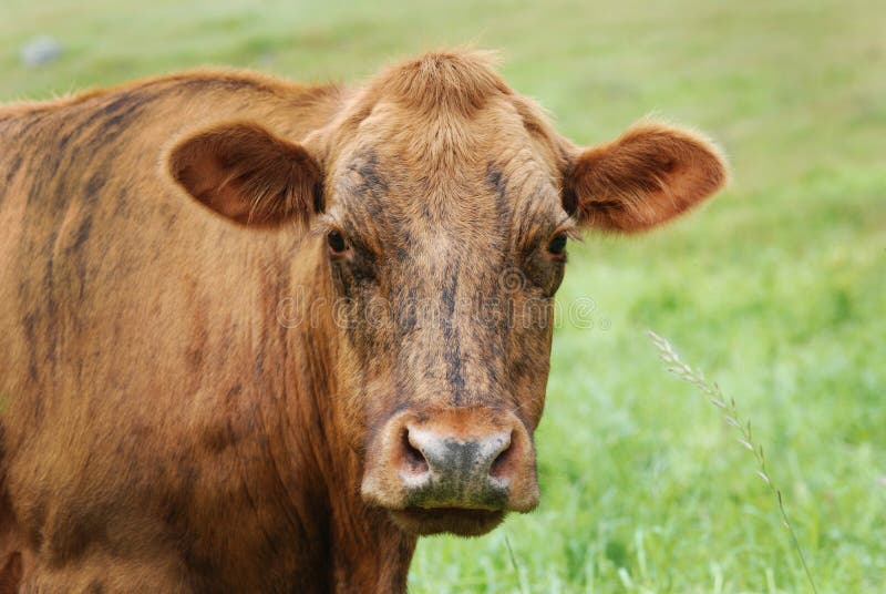 Female Brindle-colored Cow in Field Stock Image - Image of meadow ...