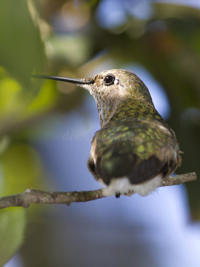 Female Broad Tailed Hummingbird Stock Image - Image of hummingbird ...