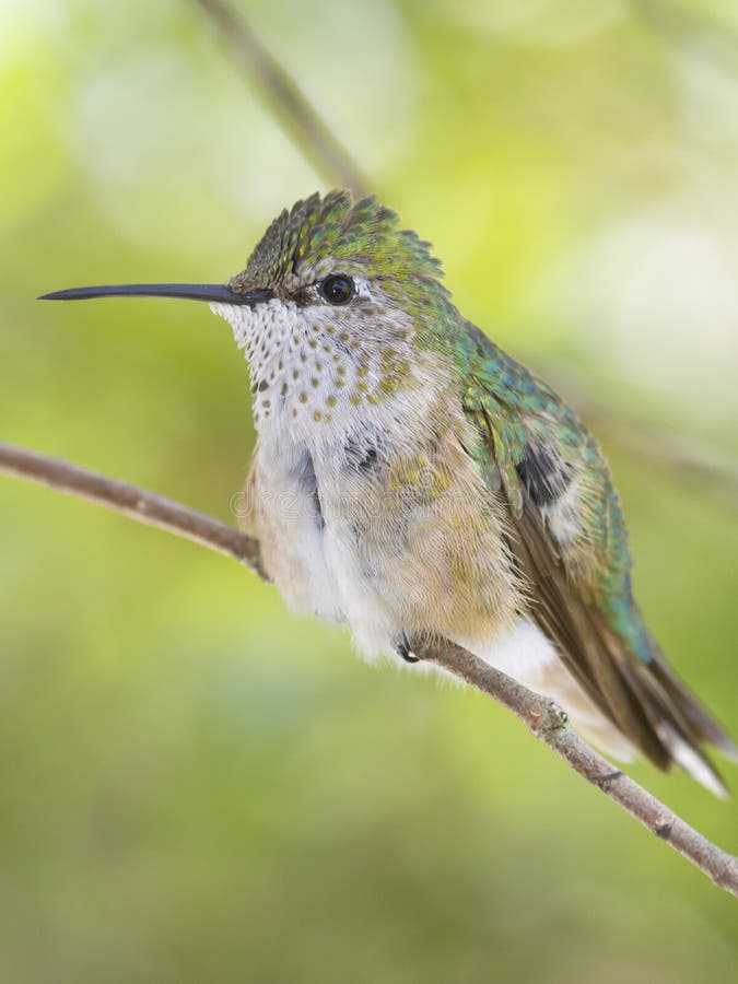 4,457 Female Hummingbird Stock Photos - Free & Royalty-Free Stock ...
