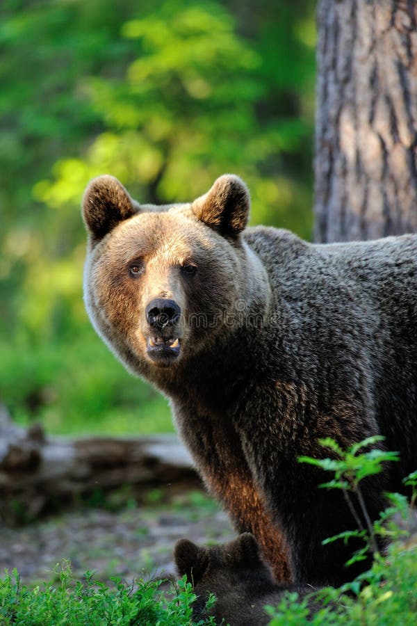 Female Brown Bear at the Side of the Road, Transfagarasan Highway Stock ...