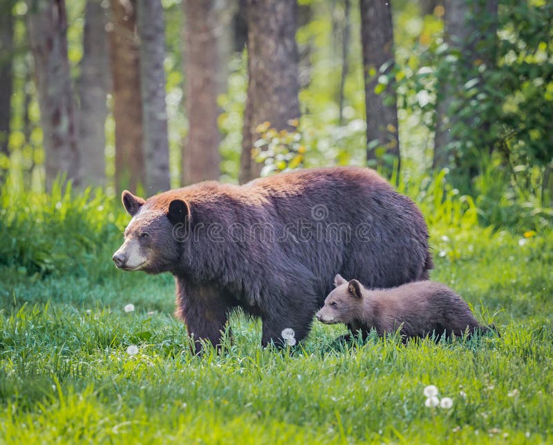 Female Bear and Cub stock photo. Image of tree, cautious - 34225278