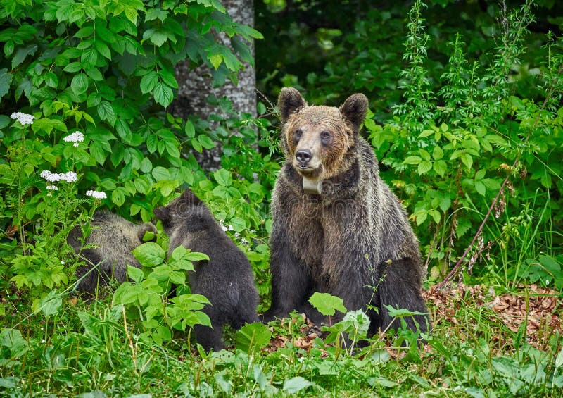 Female brown bear and cubs stock image. Image of strong - 192253735