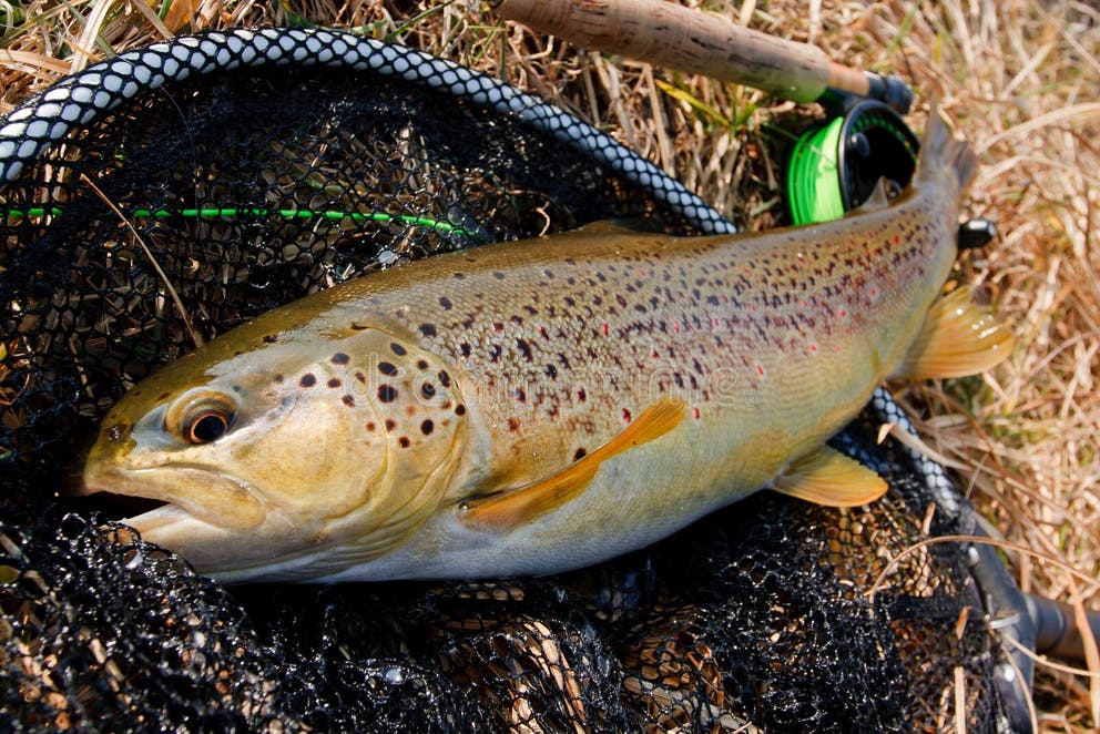 Female brown trout stock photo. Image of good, catch - 21600002